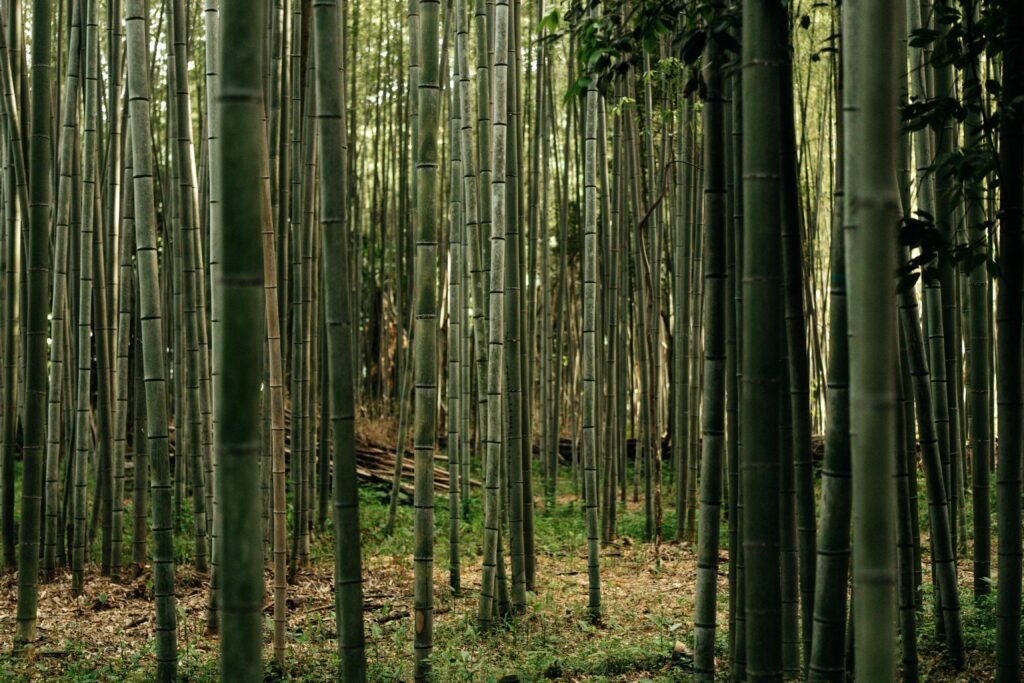 Best Bamboo Toilet Paper in 2026: Soft, Sustainable, and Plastic-Free ...
